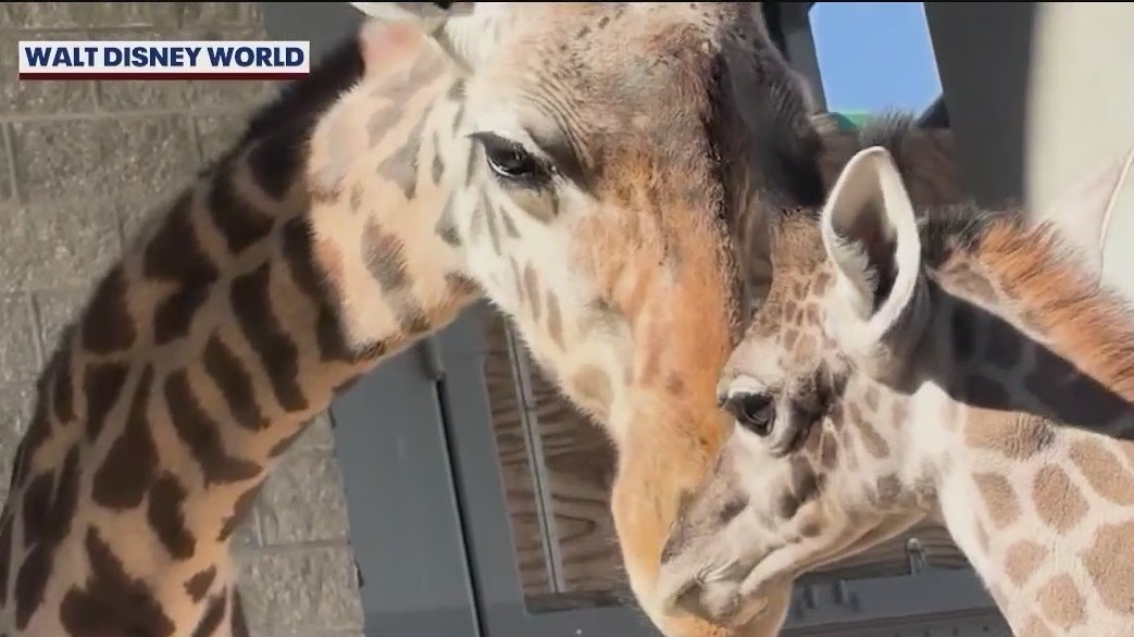 Giraffe calf makes debut at Disney?s Animal Kingdom | FOX 51 Gainesville