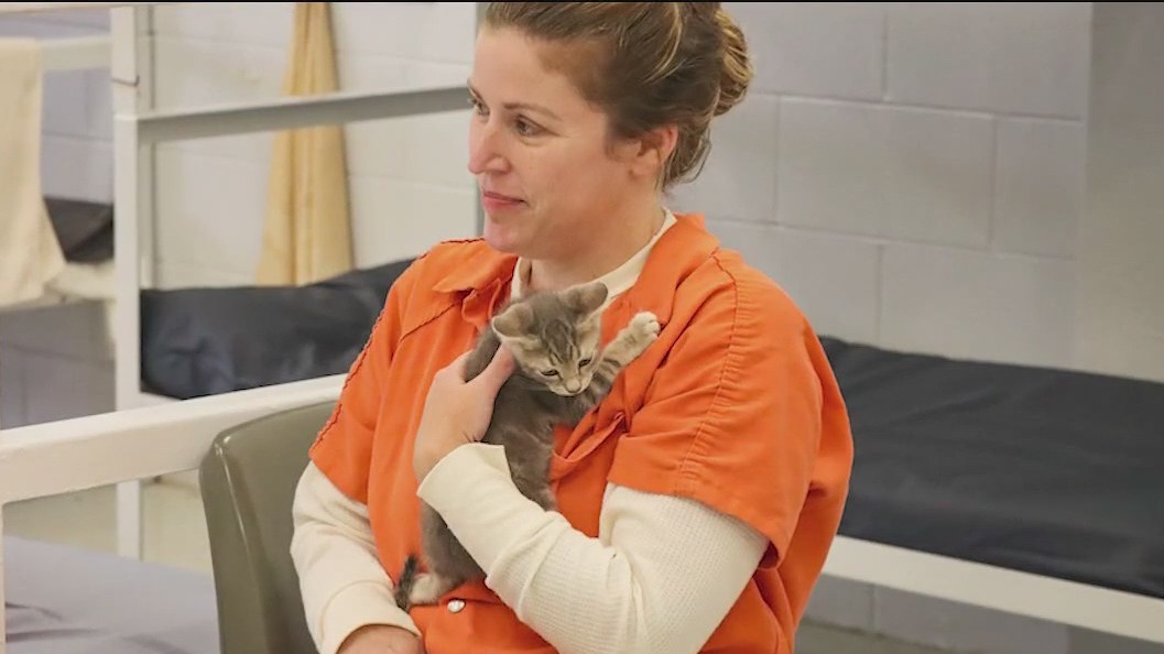 Flagler County inmates foster homeless kittens | FOX 51 Gainesville
