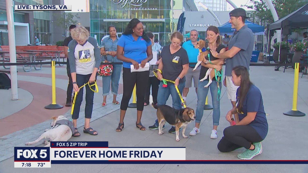 FOX 5 Zip Trip Tysons: Forever Home Friday | FOX 5 DC