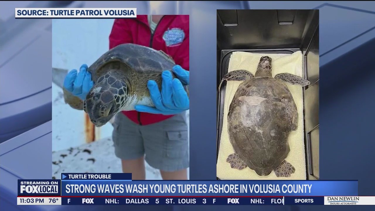 Rough surf strands sea turtles in Volusia County | FOX 35 Orlando