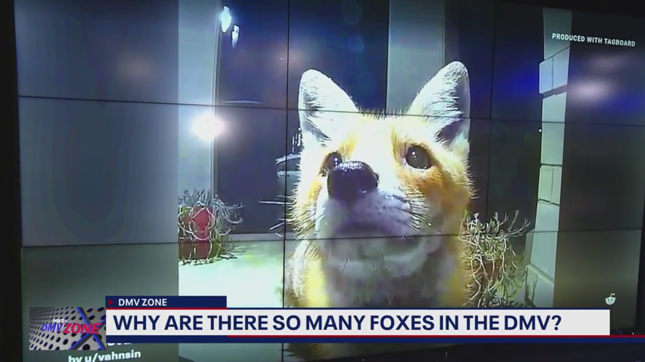 Why are there so many foxes in the DMV? | FOX 5 DC