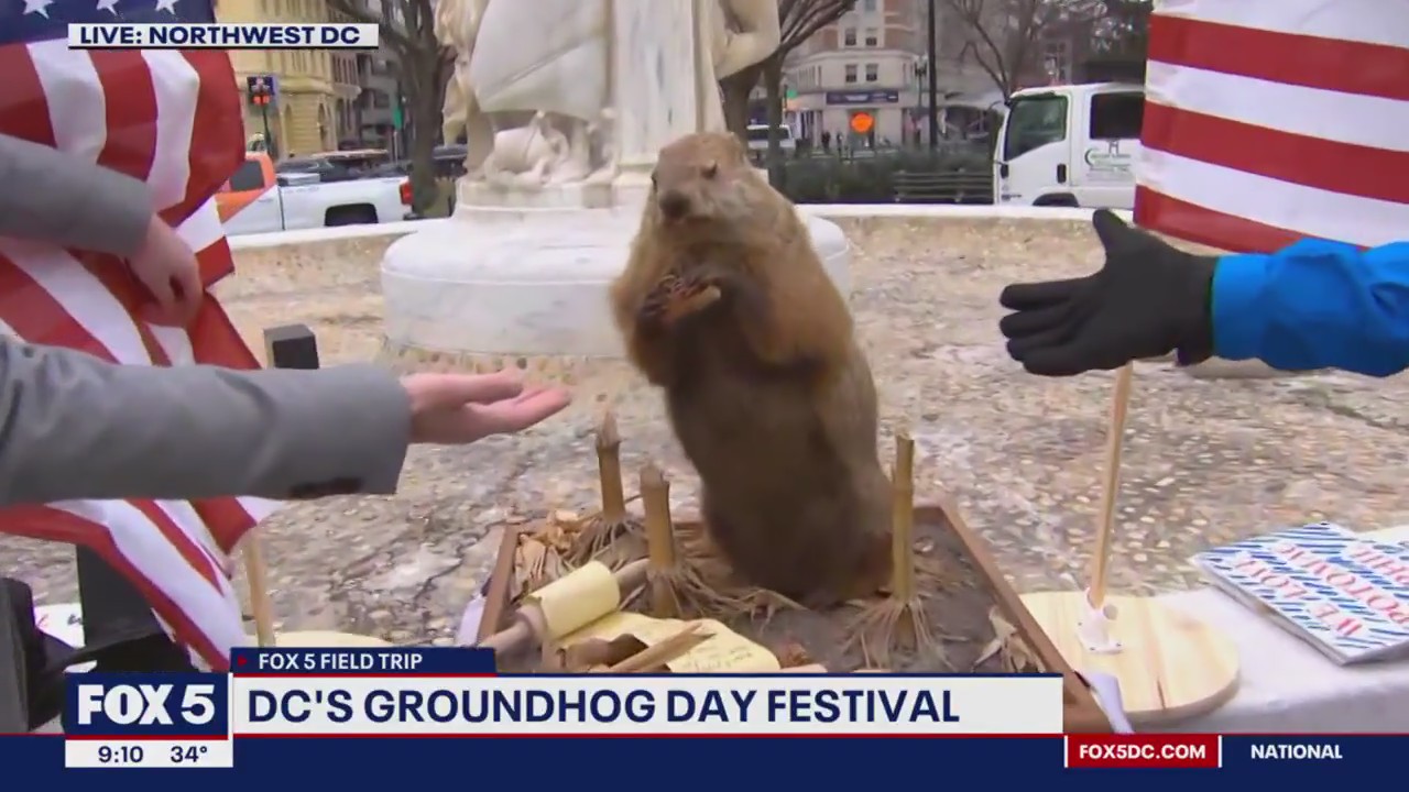 Potomac Phil makes prediction on Groundhog Day | FOX 5 DC