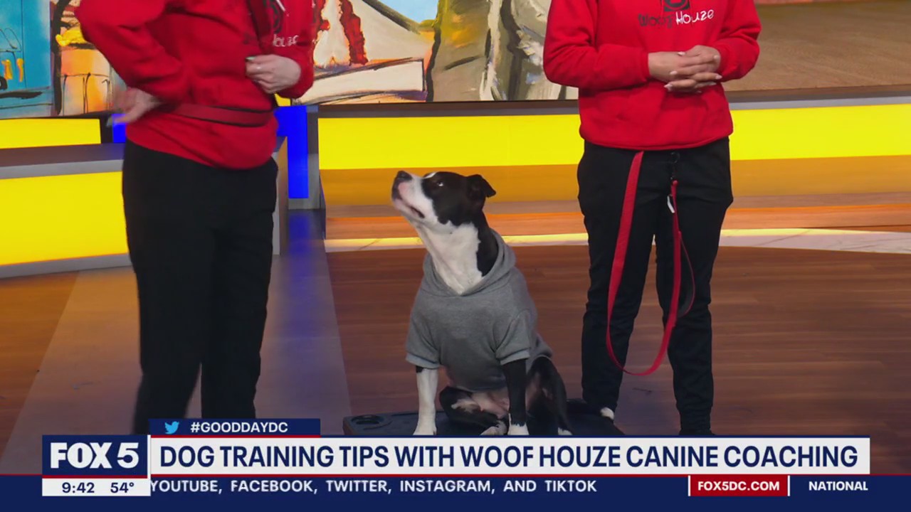 Dog training tips with Woof Houze Canine Coaching | FOX 5 DC