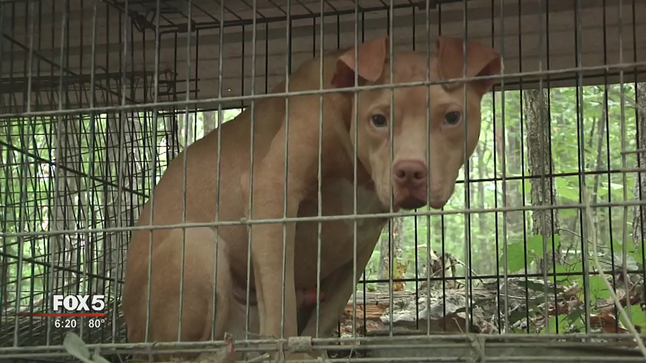 Animal cruelty | FOX 5 Atlanta