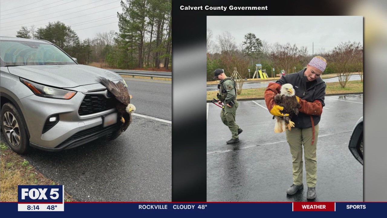 Bald eagle rescued from grill of SUV after collision on Maryland road ...