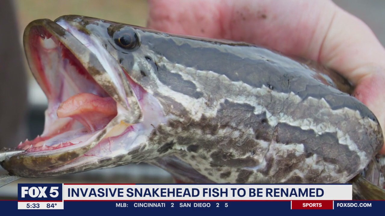 Maryland's plan to rebrand the invasive Snakehead Fish | FOX 5 DC