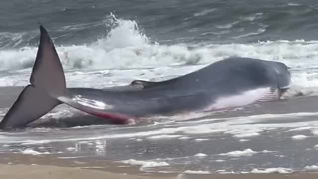 Beached whale in Delaware | FOX 5 DC