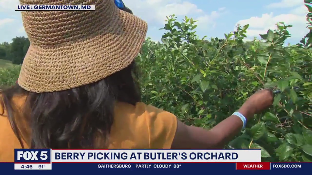 Blueberry picking at Butler's Orchard | FOX 5 DC