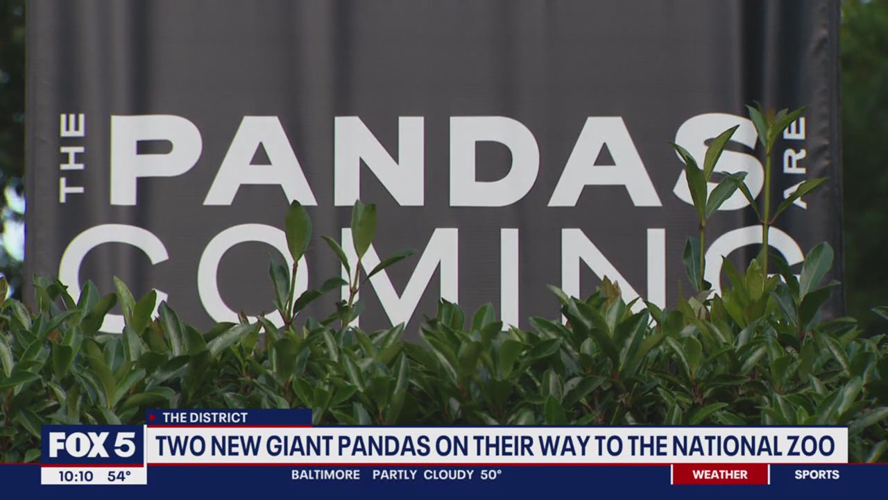 China sending two new pandas to National Zoo | FOX 5 DC