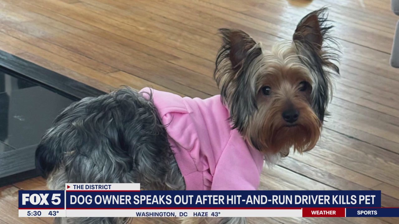 DC dog owner speaks out after deadly hit-and-run crash | FOX 5 DC