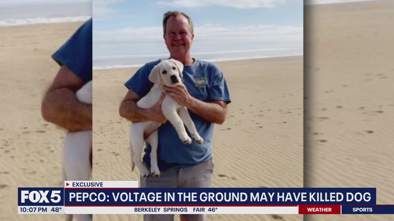 Pepco claims responsibility after 2 dogs electrocuted on sidewalk | FOX ...