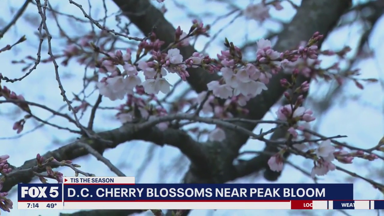 Cherry blossoms near peak bloom around Tidal Basin | FOX 5 DC