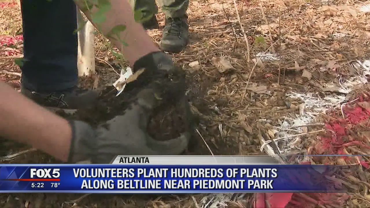Volunteers plant hundreds of plants along BeltLine near Piedmont Park ...