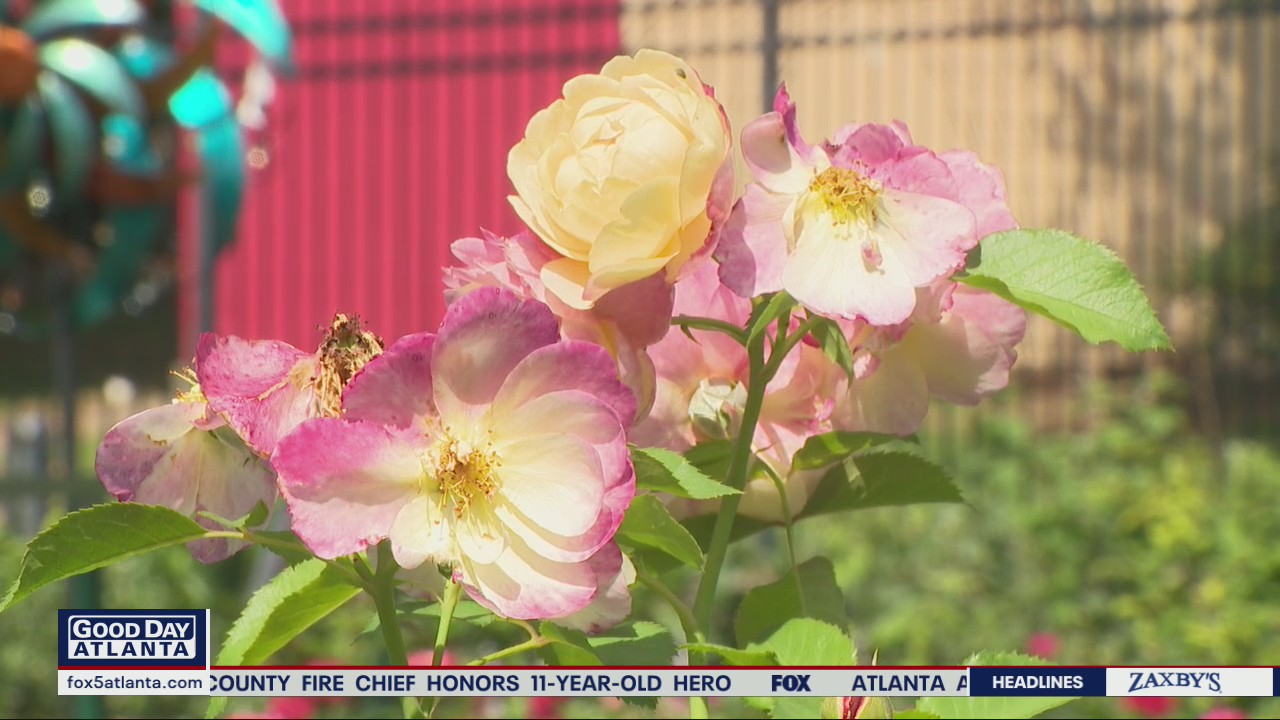 Tips for taking care of summer roses | FOX 5 Atlanta