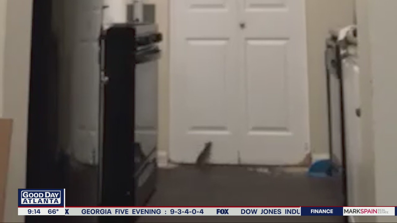 Gwinnett County family dealing with unwanted rat infestation | FOX 5 ...