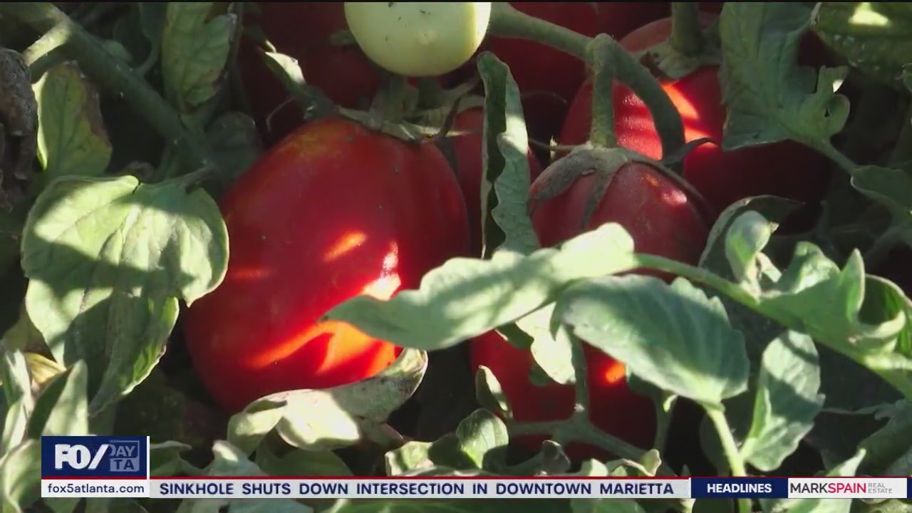 Pike Nursery's tips for spring tomato planning | FOX 5 Atlanta