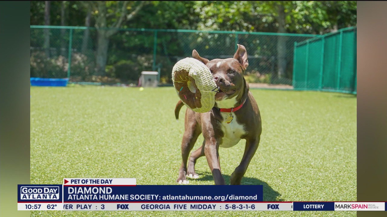 Pet of the Day from the Atlanta Humane Society | FOX 5 Atlanta