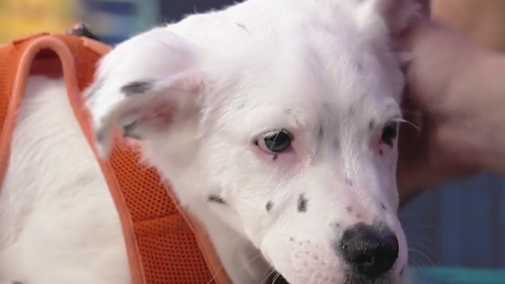 Meet Storm: Pet of the Day | FOX 5 Atlanta