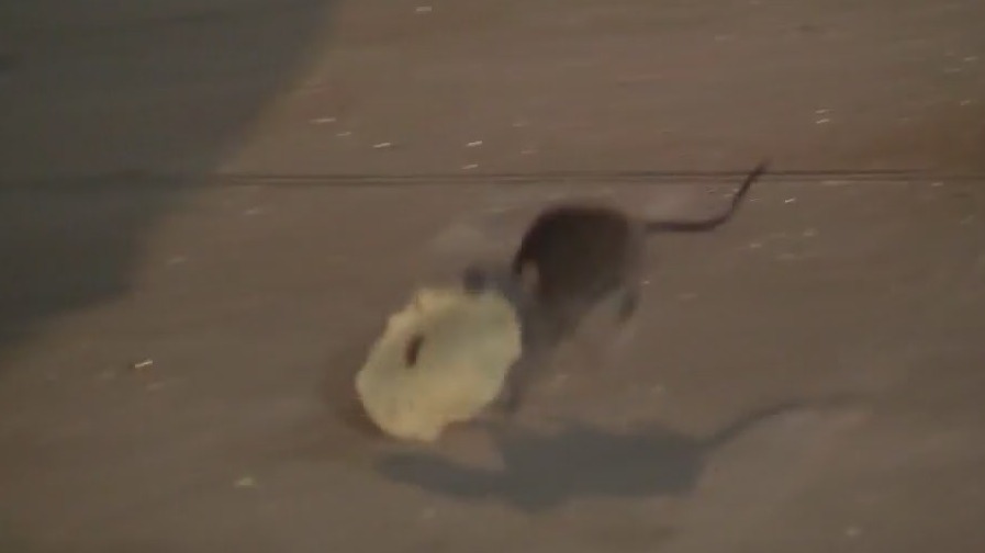 Rat scurries away with tortilla in NYC | FOX 5 Atlanta