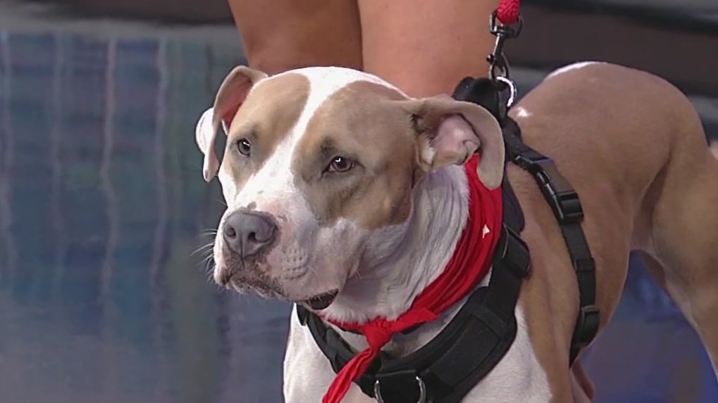 Meet Dunkin: Our Pet of the Day | FOX 5 Atlanta