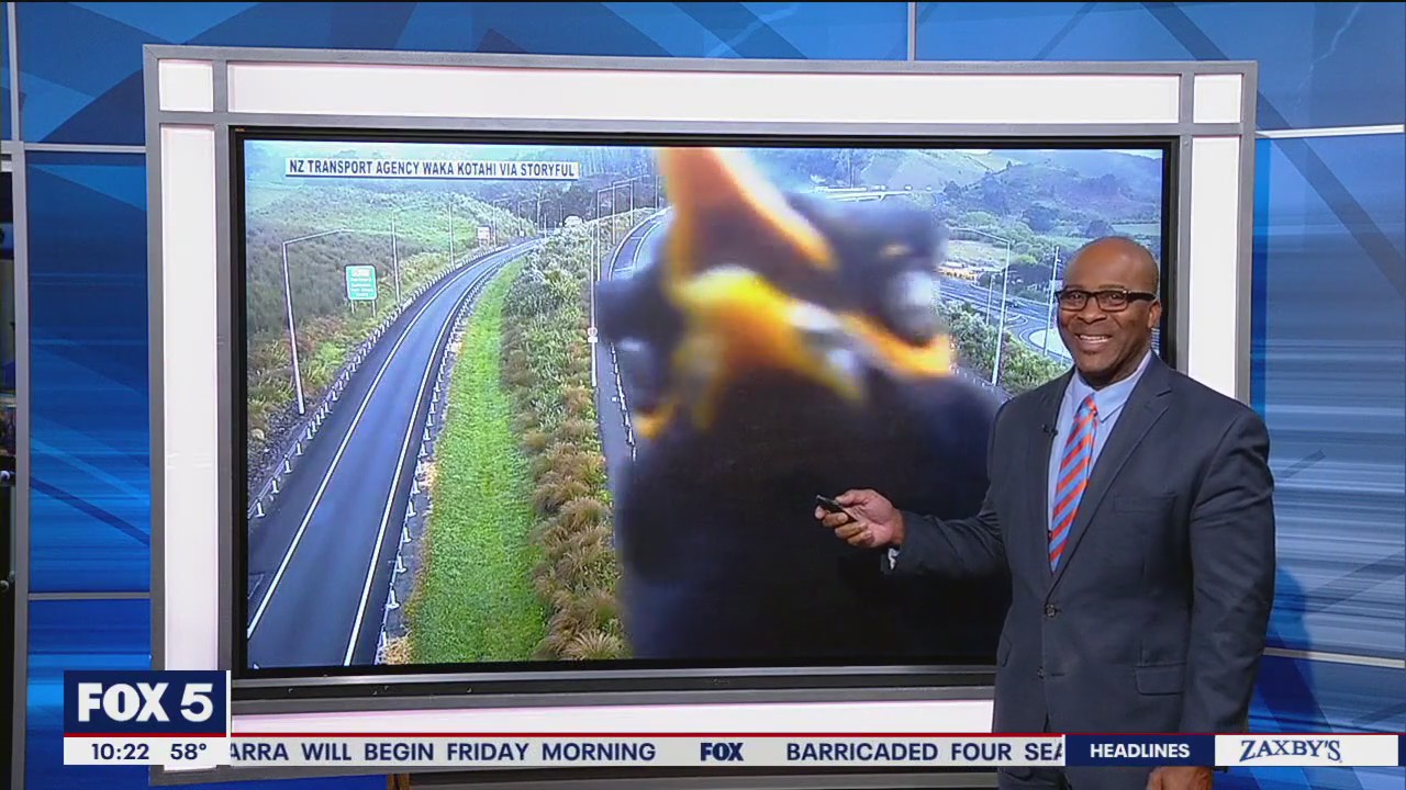 Curious bird takes over traffic camera | FOX 5 Atlanta