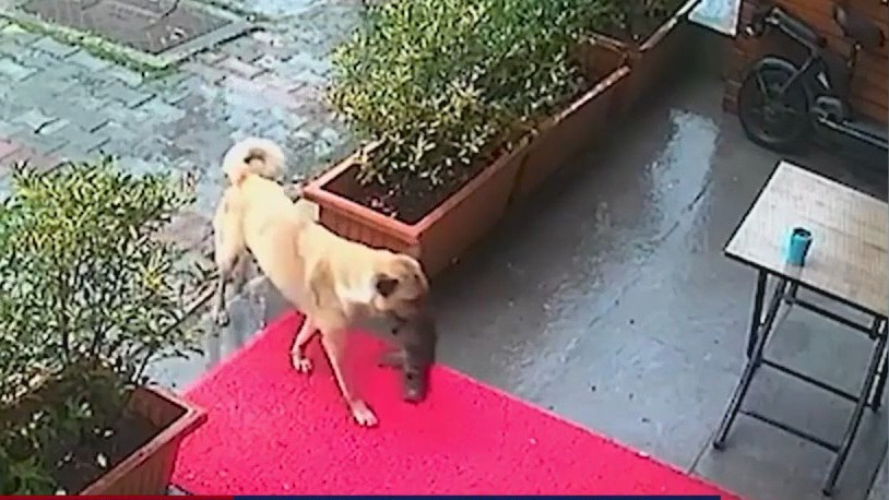 Momma dog brings sick pup to vet | FOX 5 Atlanta