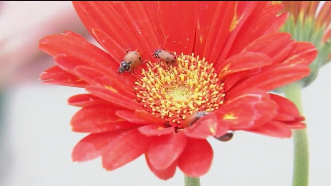 Beneficial bugs for your garden | FOX 5 Atlanta