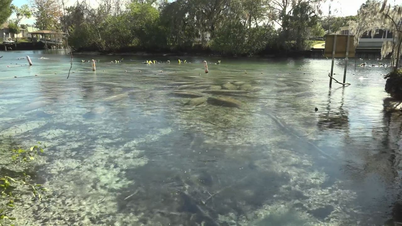 Manatees cuddle in Three Sisters Springs | FOX 13 Tampa Bay