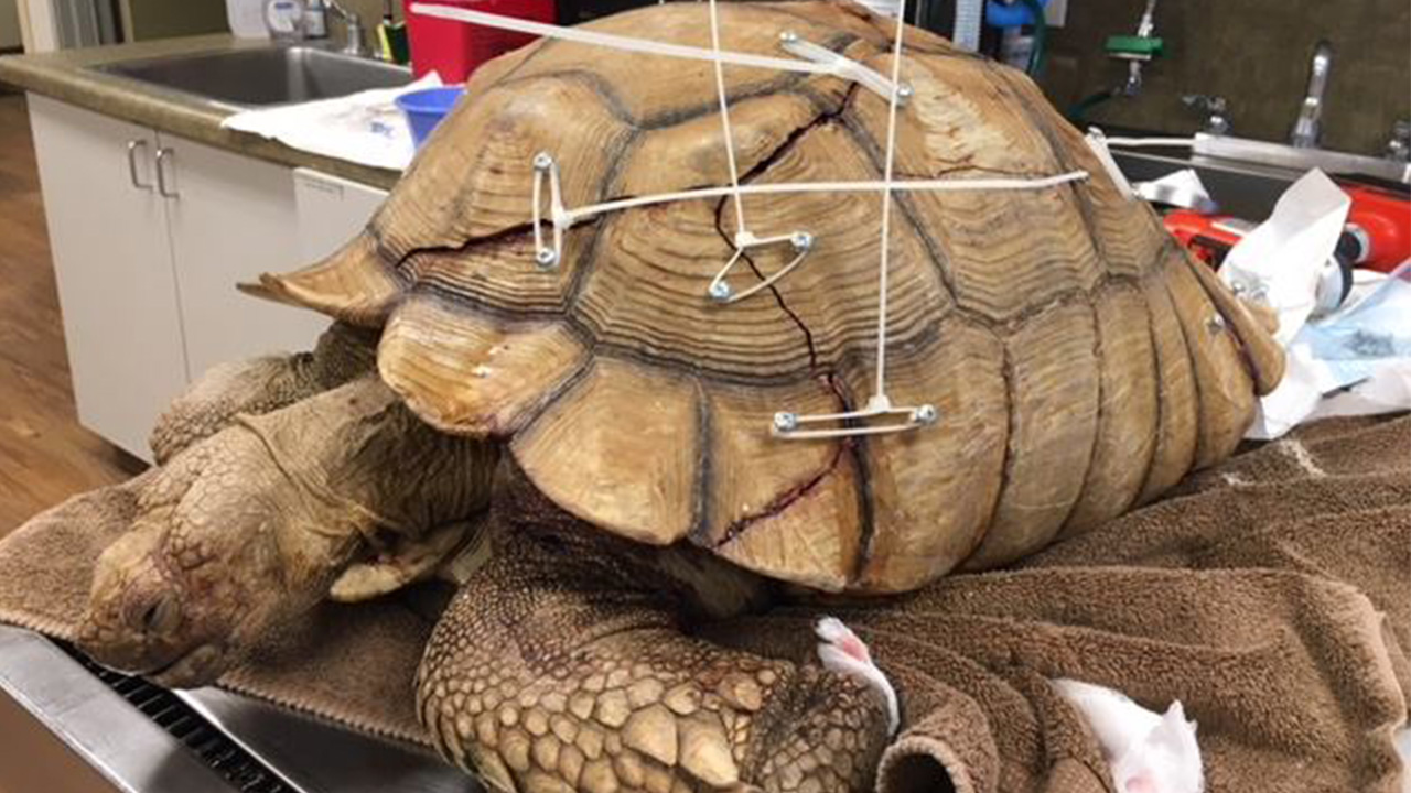 Humpty's shell surgery | FOX 13 Tampa Bay