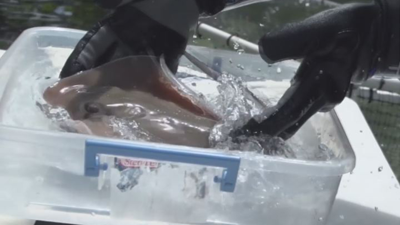 Stingray pups born at Brevard zoo | FOX 13 Tampa Bay