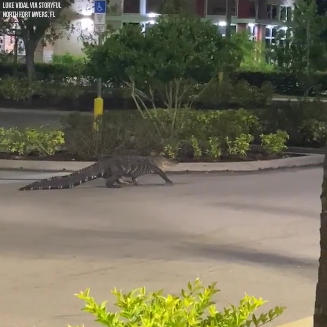 Gator strolls through Florida Publix parking lot | FOX 13 Tampa Bay