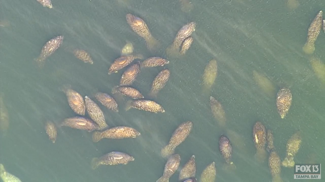 Manatees cuddle outside TECO on cold Florida morning | FOX 13 Tampa Bay