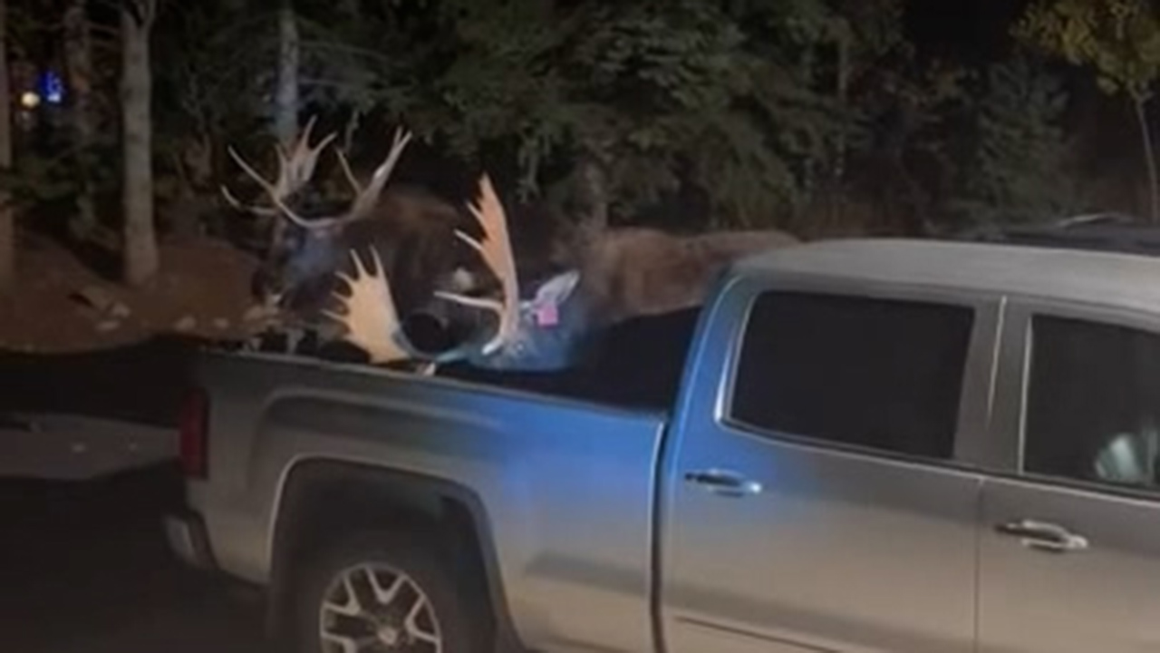 Aggressive moose battle in Colorado driveway | FOX 13 Tampa Bay