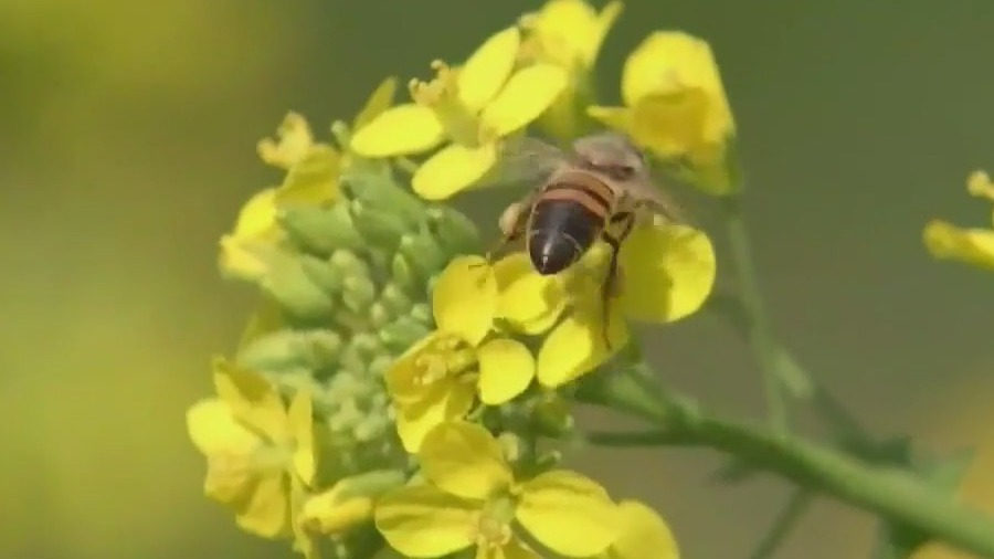 Air pollution harming pollinators | FOX 13 Tampa Bay