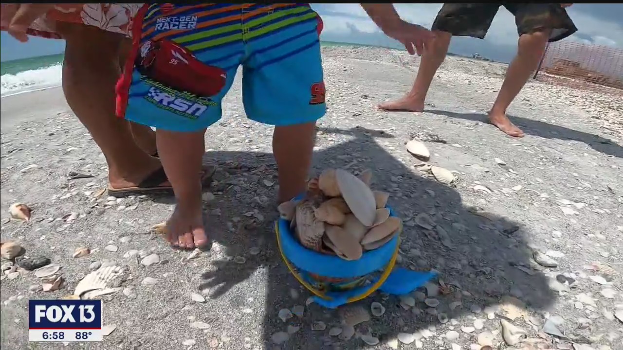 Lido Beach covered with rare shells | FOX 13 Tampa Bay