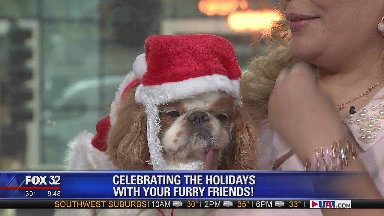 Celebrating the holidays with your furry friends | FOX 32 Chicago