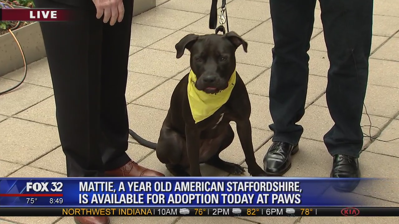 Mike's Perfect Pets: Mattie | FOX 32 Chicago