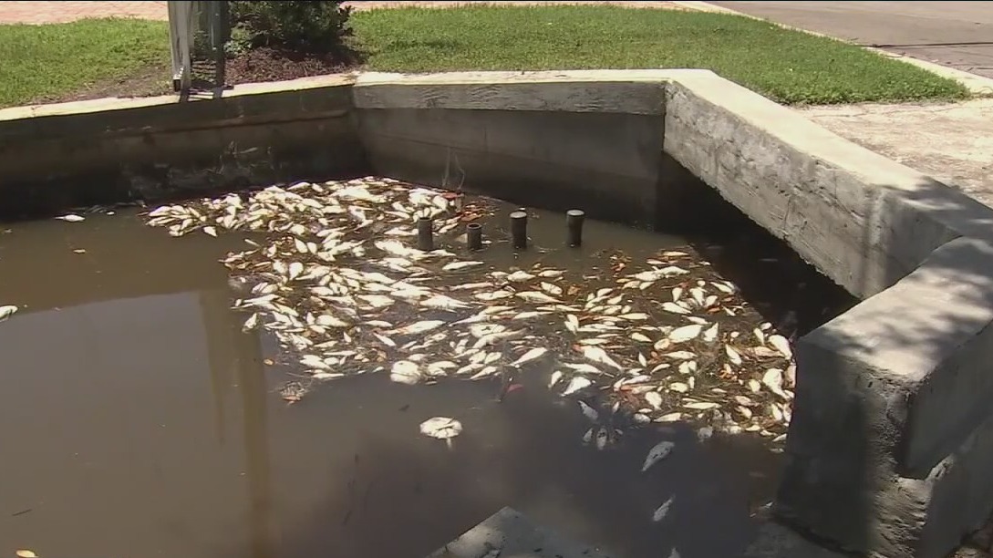 Wildlife experts say they're still seeing impacts of red tide | FOX 13 ...