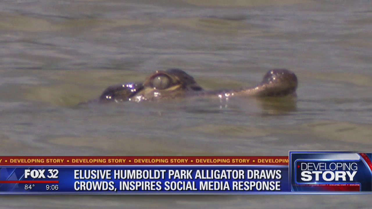 Elusive Chicago lagoon alligator draws crowds, inspires social media ...