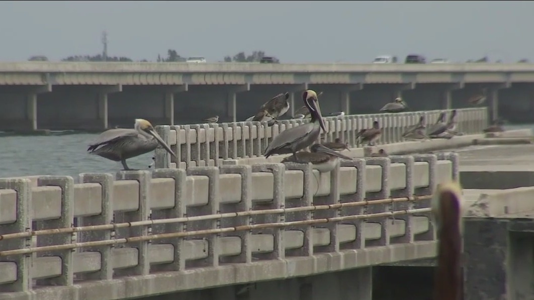 How can Florida protect pelicans at the Skyway Fishing Pier? | FOX 13 ...