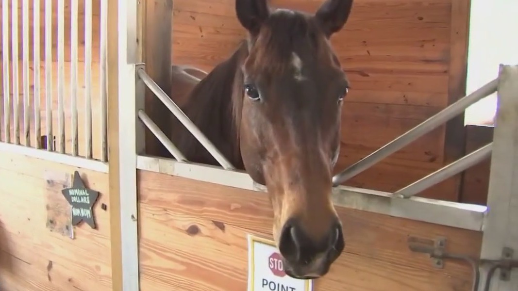 Shelter overrun with starving horses | FOX 13 Tampa Bay