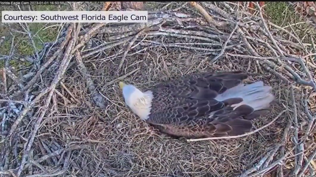 What happened to Harriet the eagle? | FOX 13 Tampa Bay