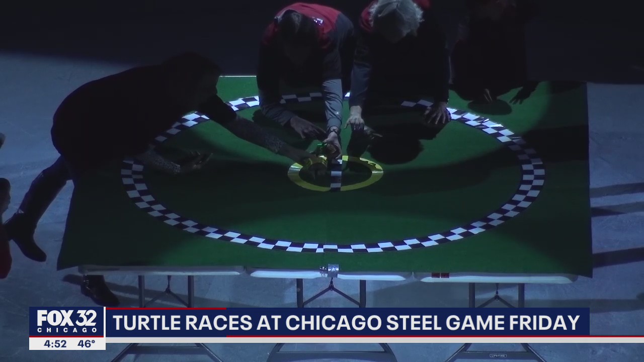 Turtle races on Friday at Chicago Steel hockey game | FOX 32 Chicago