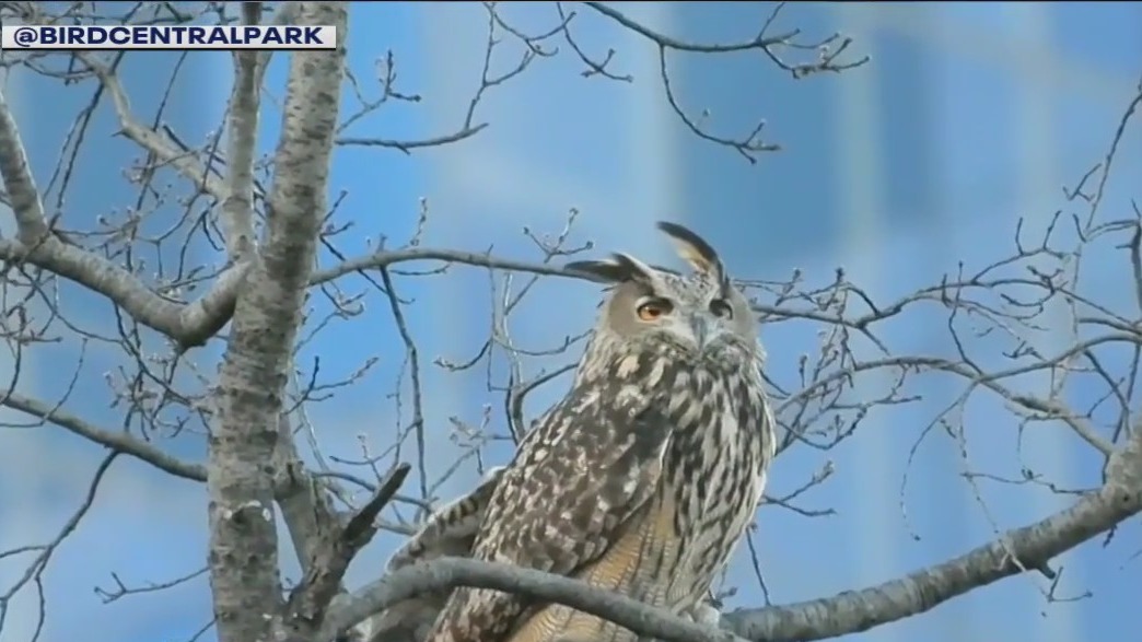 Owl missing from Central Park Zoo | FOX 5 New York