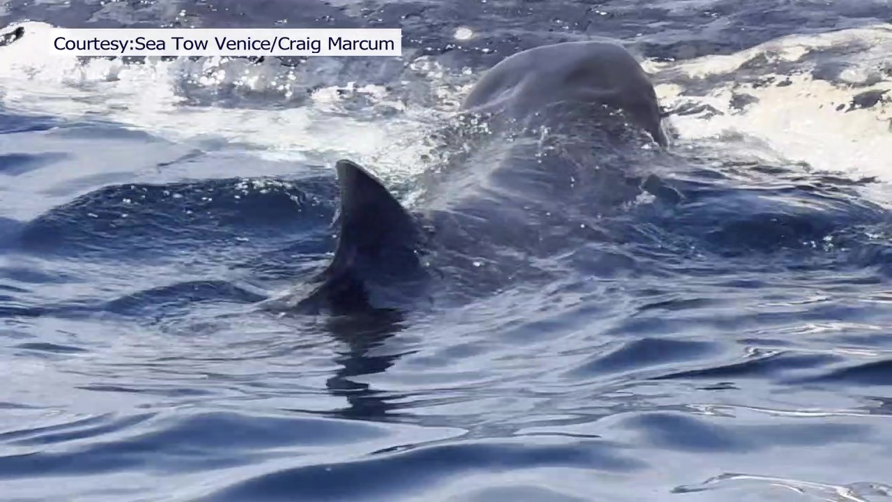Beached whale completes circle of life offshore | FOX 13 Tampa Bay