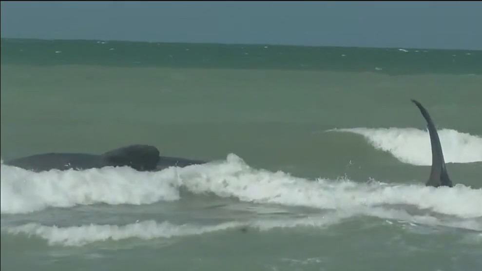 Recovery effort expected for beached whale in FL | FOX 13 Tampa Bay