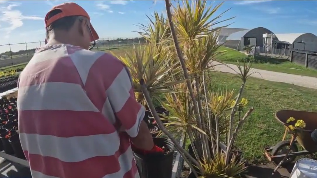 Manatee County Jail plant sale | FOX 13 Tampa Bay