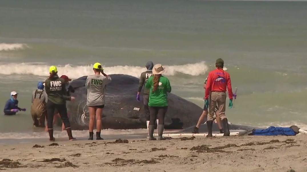 Beached whale dies in Venice | FOX 13 Tampa Bay