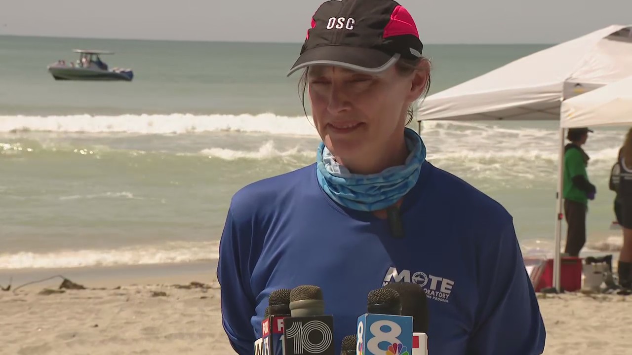 Beached whale press conference | FOX 13 Tampa Bay