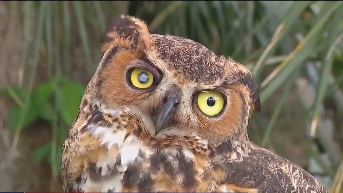 Remembering ?Charlie? the owl | FOX 13 Tampa Bay